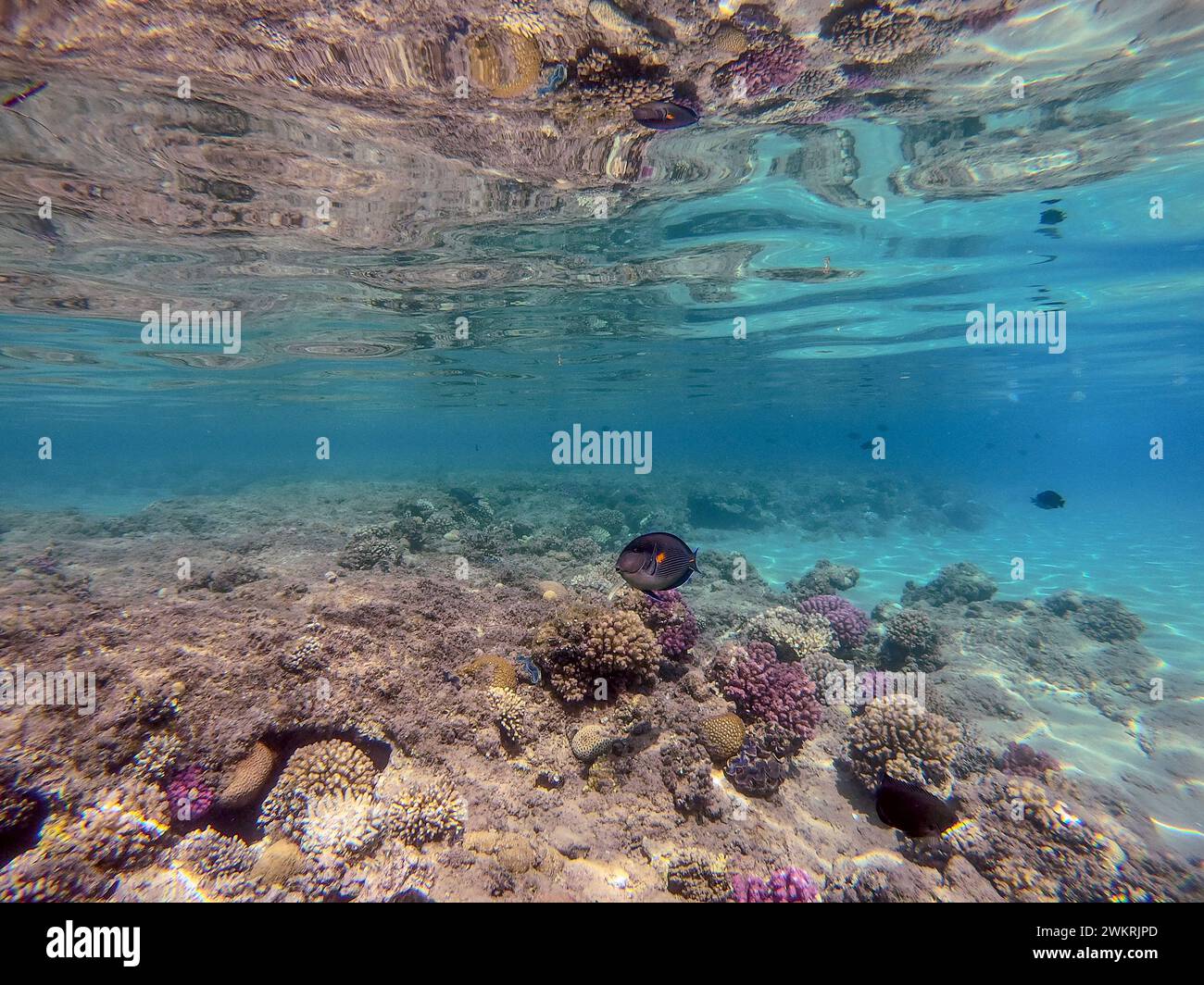 Colorful tropical fish Sohal Surgeon fish (Acanthurus Sohal) tang ...
