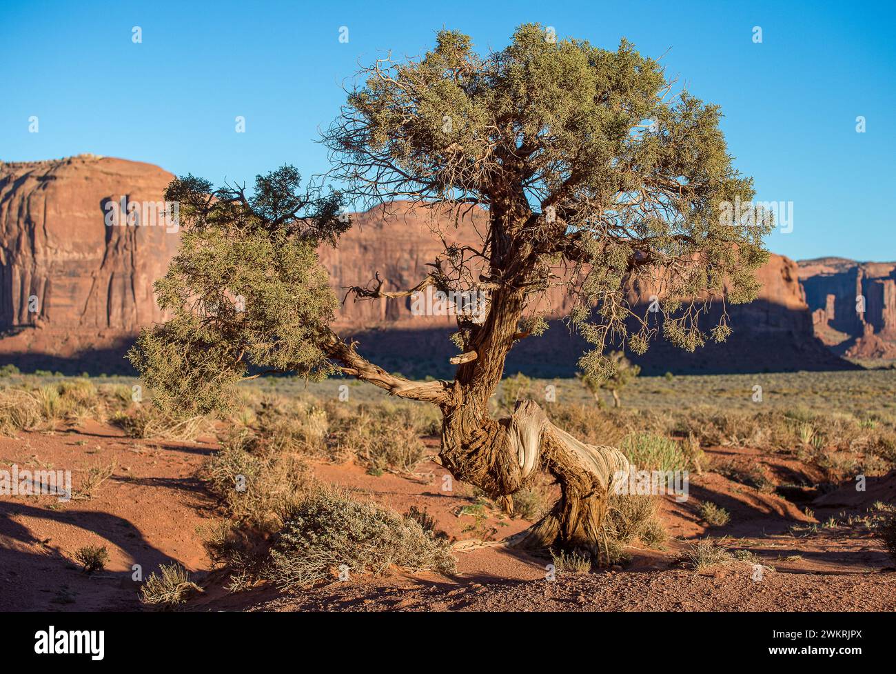 Lone tree in Monument Valley, which is famous for its iconic buttes and ...