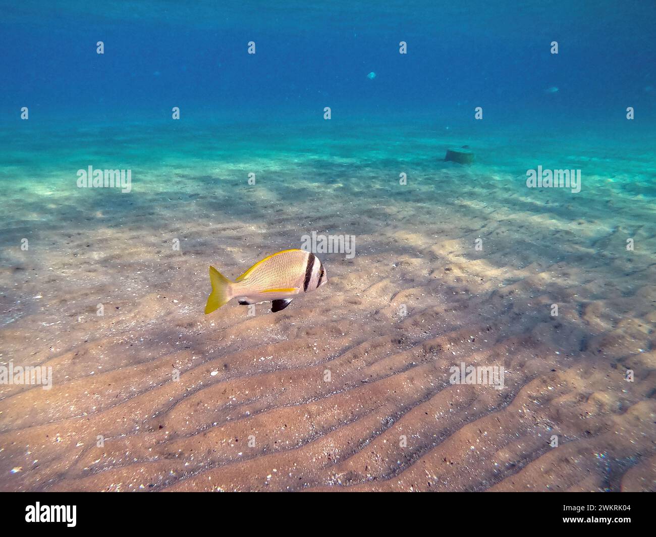 Doublebar bream known as acanthopagrus bifasciatus underwater at the ...