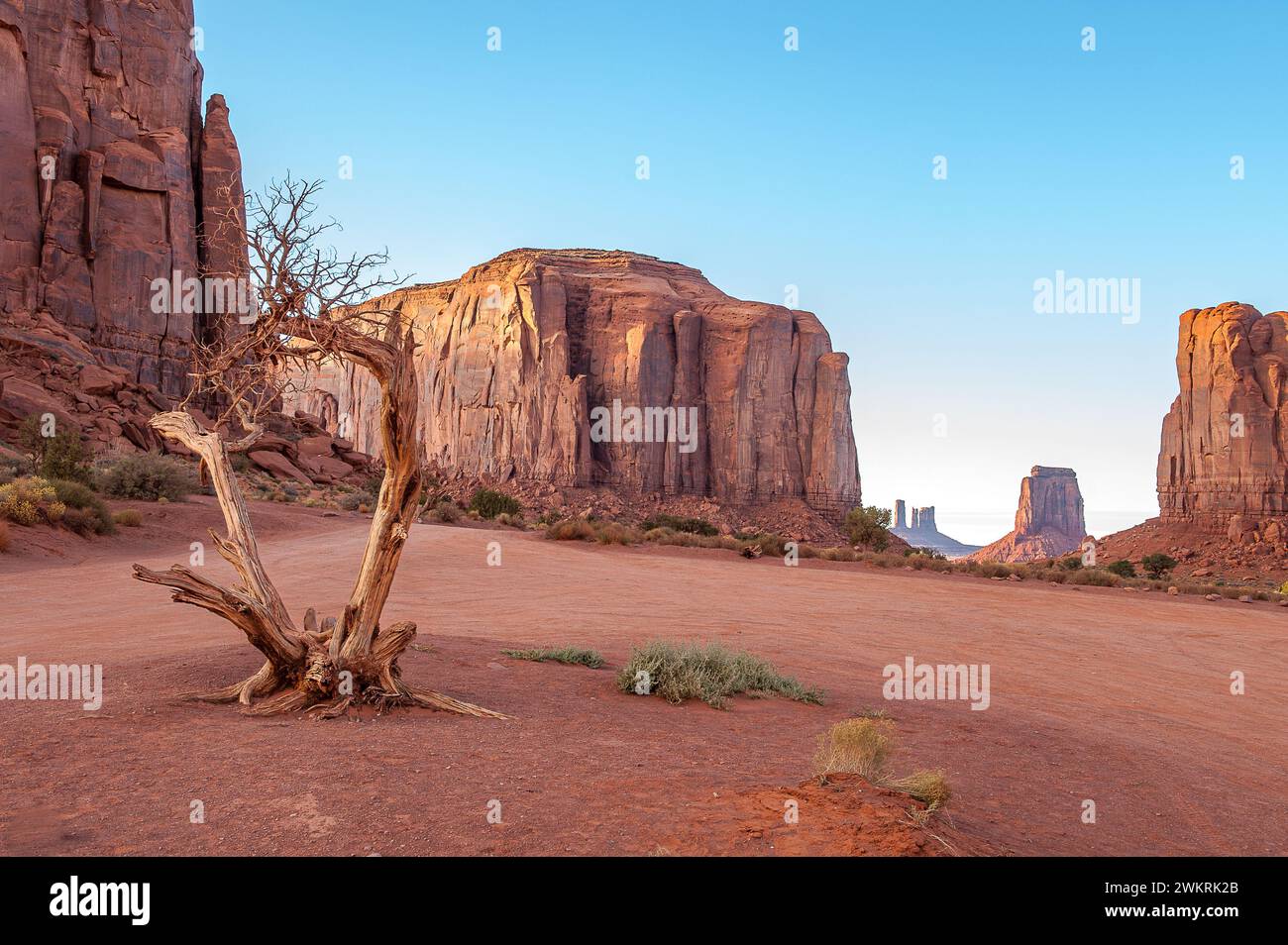 Lone tree in Monument Valley, which is famous for its iconic buttes and ...