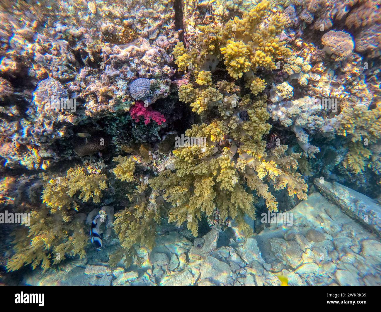 Underwater panoramic view of coral reef with tropical fish, seaweeds ...