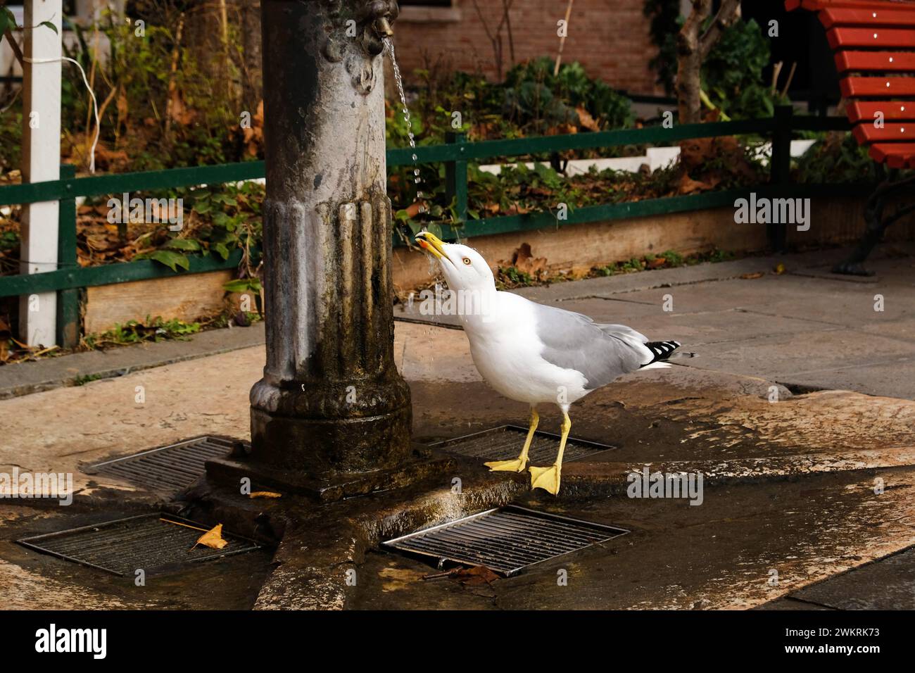 A seagull with white feather is drinking from fountain with its beak ...