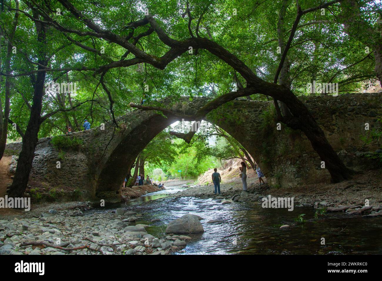 Paphos flora hi-res stock photography and images - Alamy