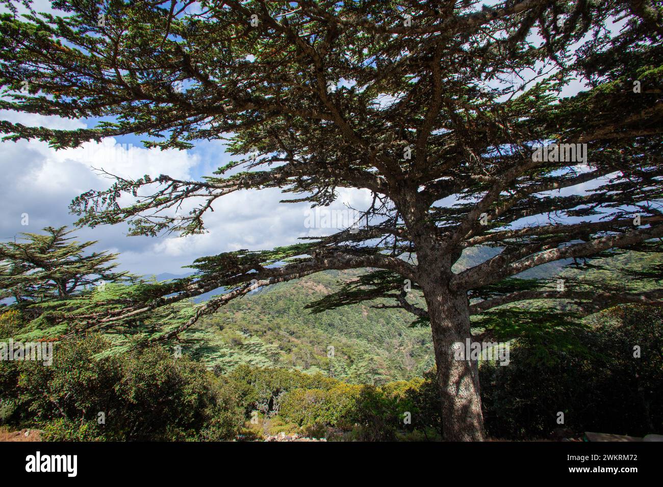 Paphos Forest is a state forest located in the Troodos Mountains of ...