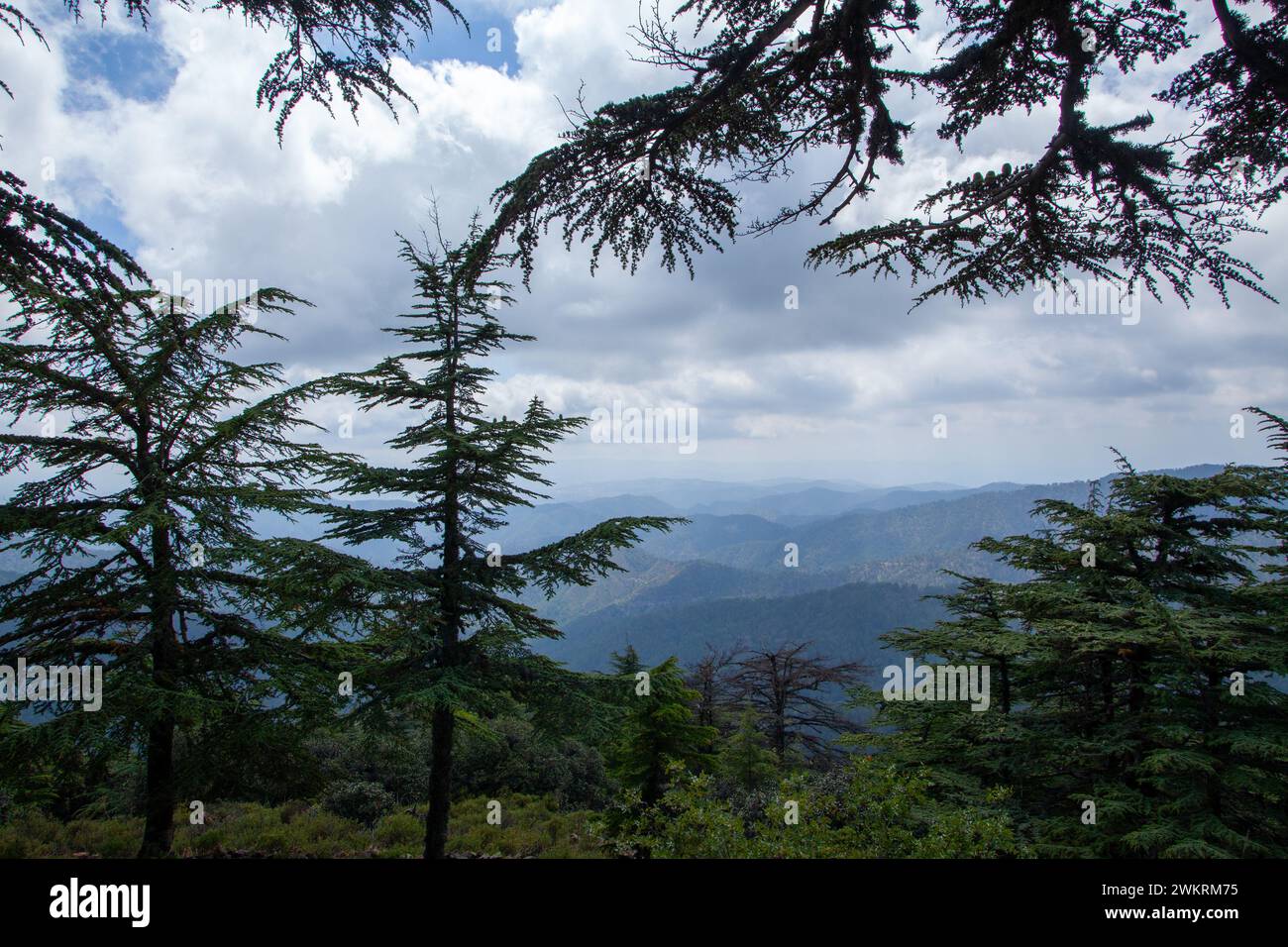 Paphos Forest is a state forest located in the Troodos Mountains of ...