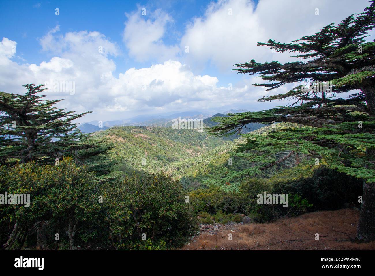 Paphos Forest is a state forest located in the Troodos Mountains of ...