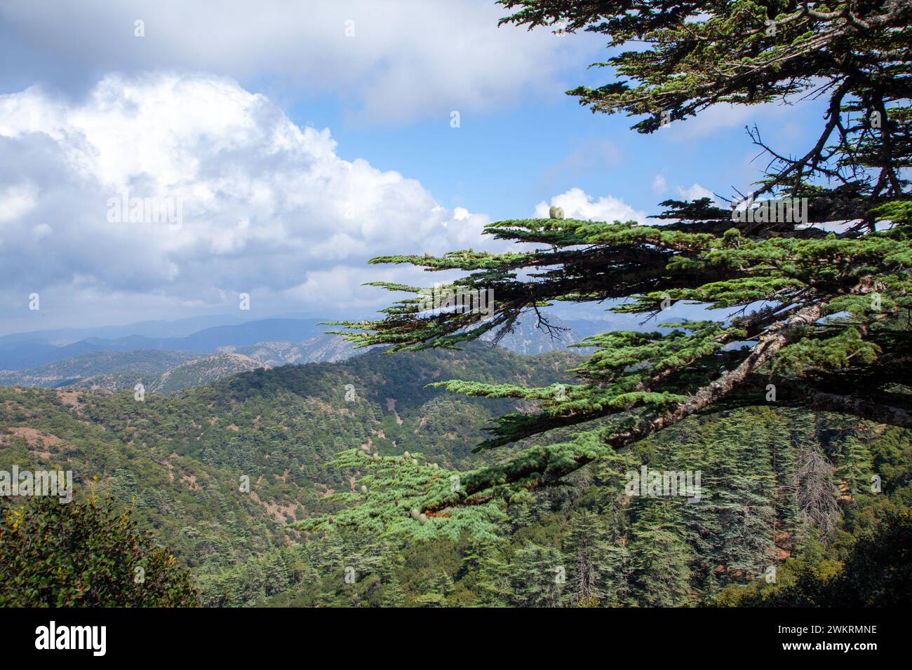 Paphos Forest is a state forest located in the Troodos Mountains of ...