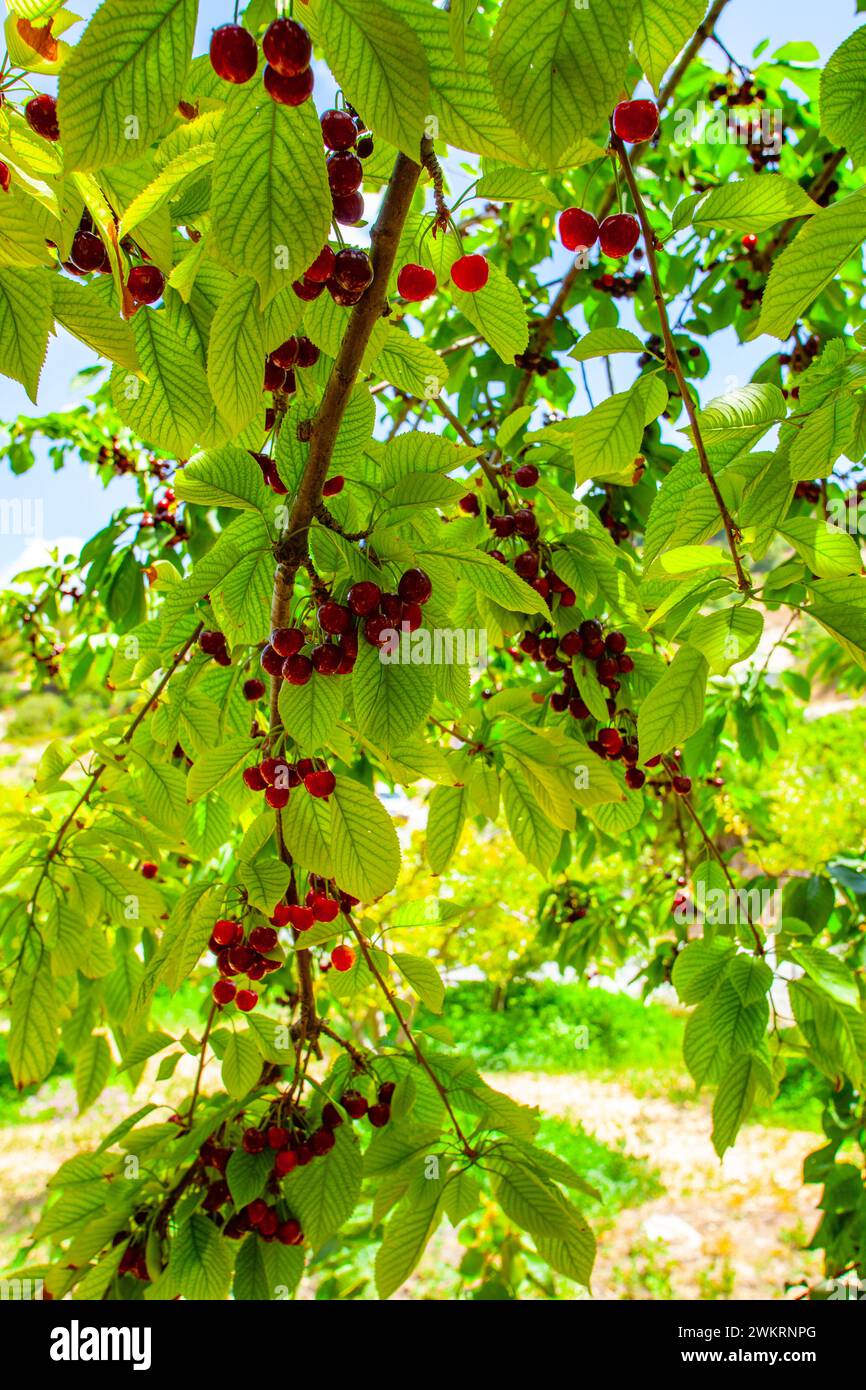 Cherry tree with ripe fruits, Cyprus Stock Photo - Alamy