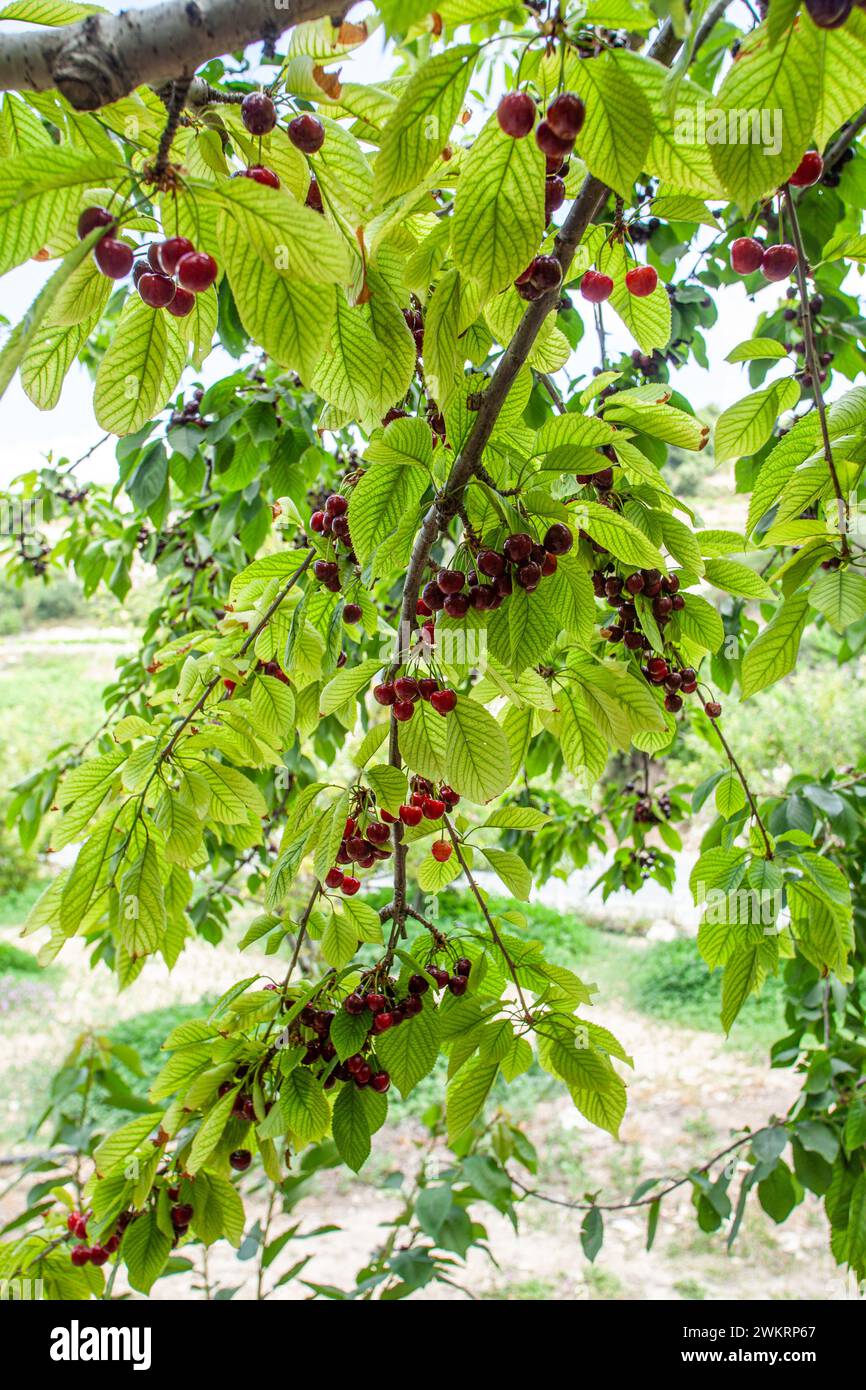 Cherry tree with ripe fruits, Cyprus Stock Photo - Alamy