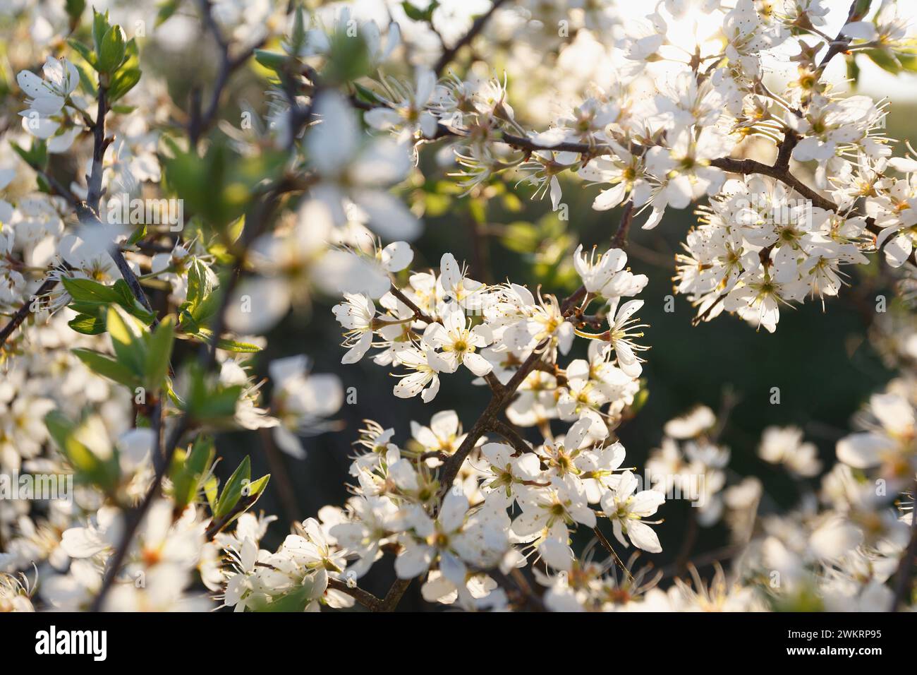Wild pear fruit hi-res stock photography and images - Alamy