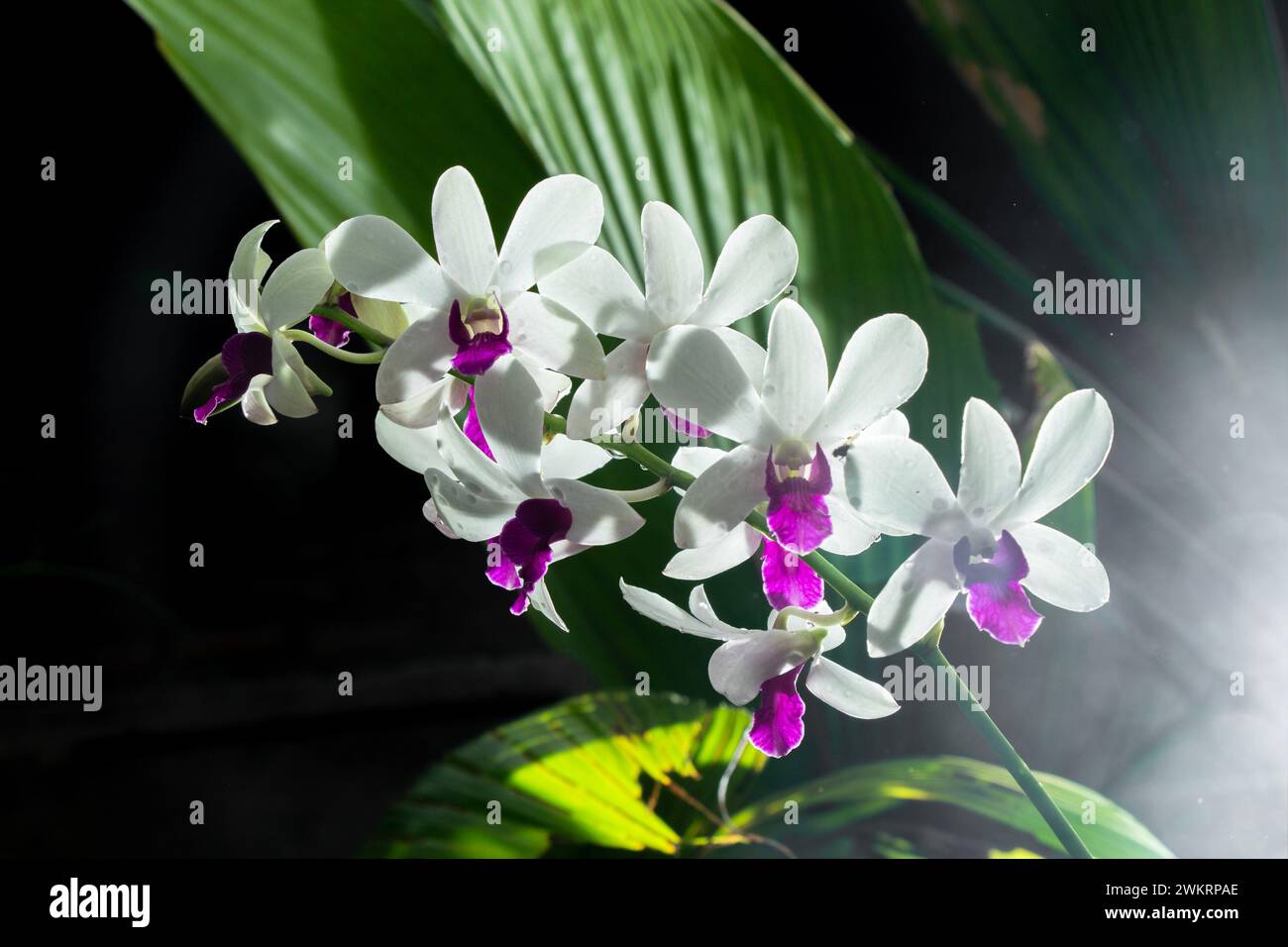 visible under the plant, beautiful orchid flowers with optical flare ...