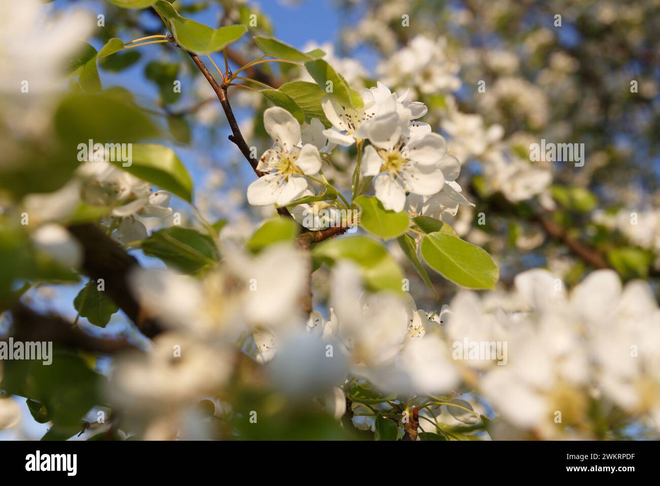 Wild pear fruit hi-res stock photography and images - Alamy