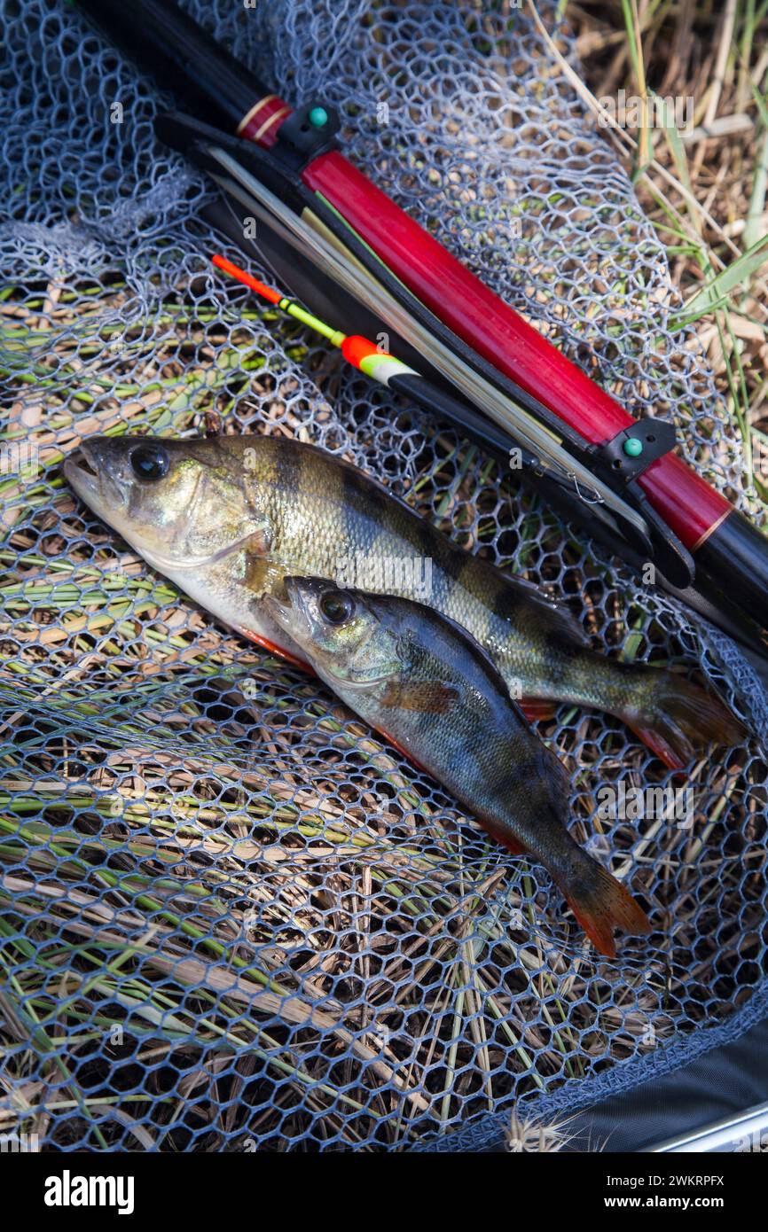 Catching fish. Several fish of Common perch or European perch known as ...