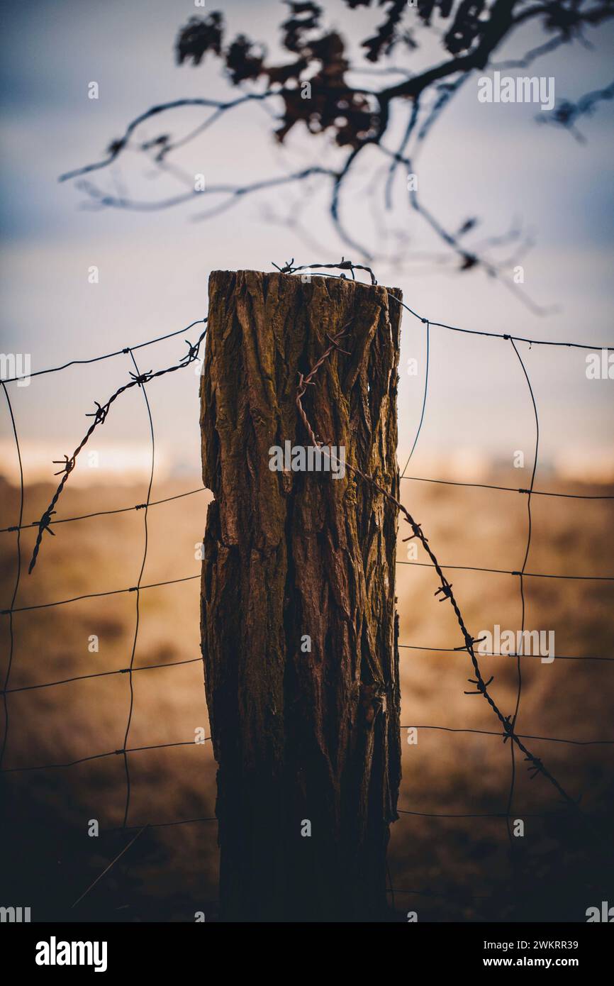 A tree behind a fence with barbed wire Stock Photo - Alamy