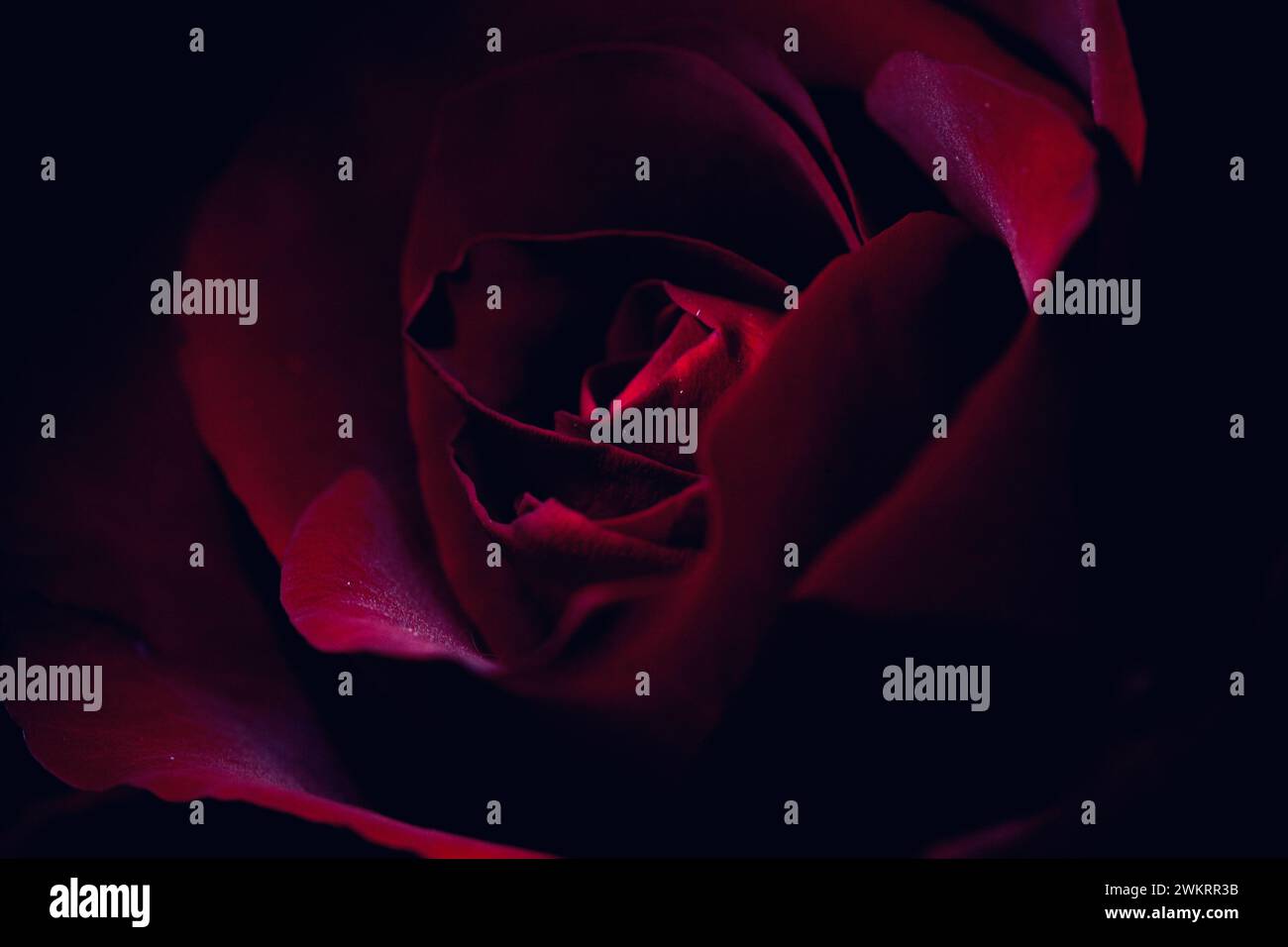 Illuminated backdrop hi-res stock photography and images - Alamy