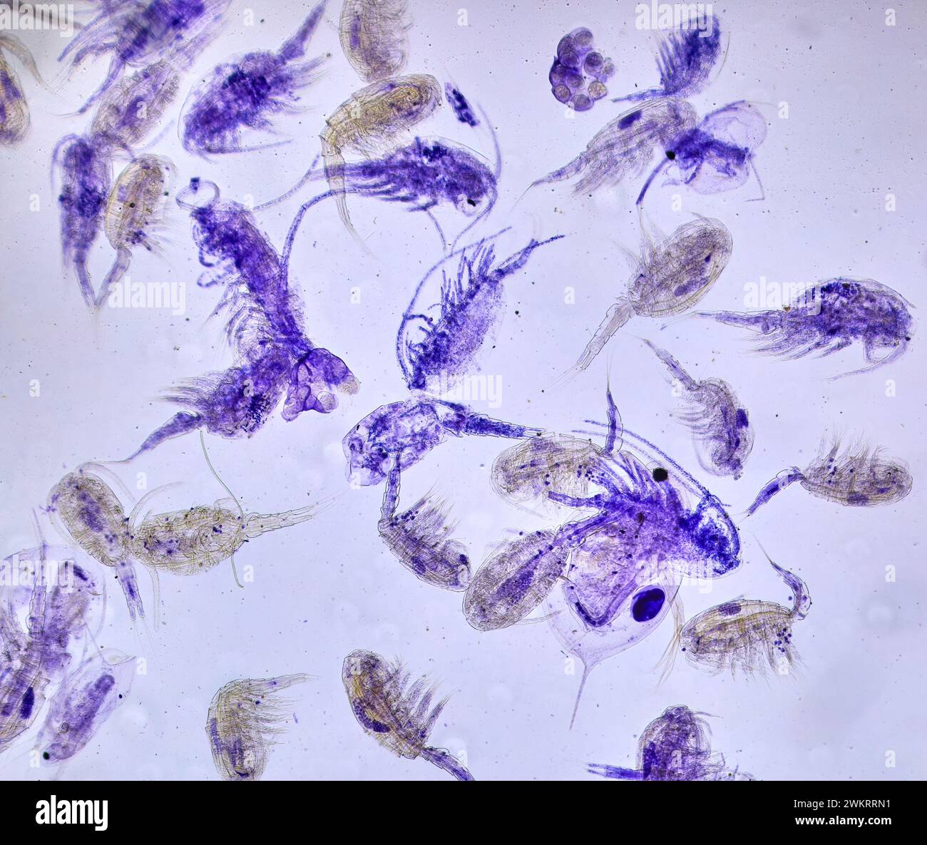 insect under a microscope, creepy monster of the microworld Stock Photo ...