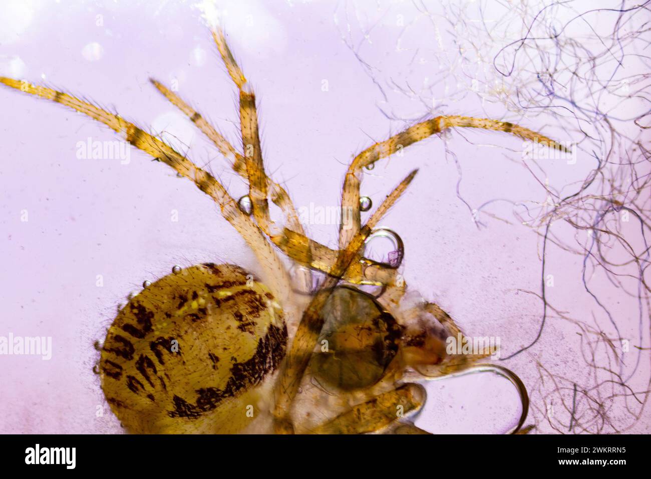 insect under a microscope, creepy monster of the microworld Stock Photo ...