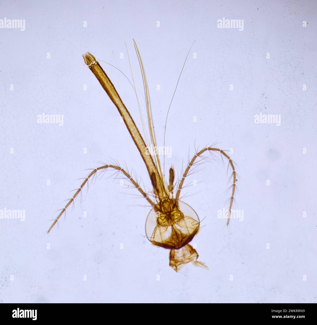 insect under a microscope, creepy monster of the microworld Stock Photo ...