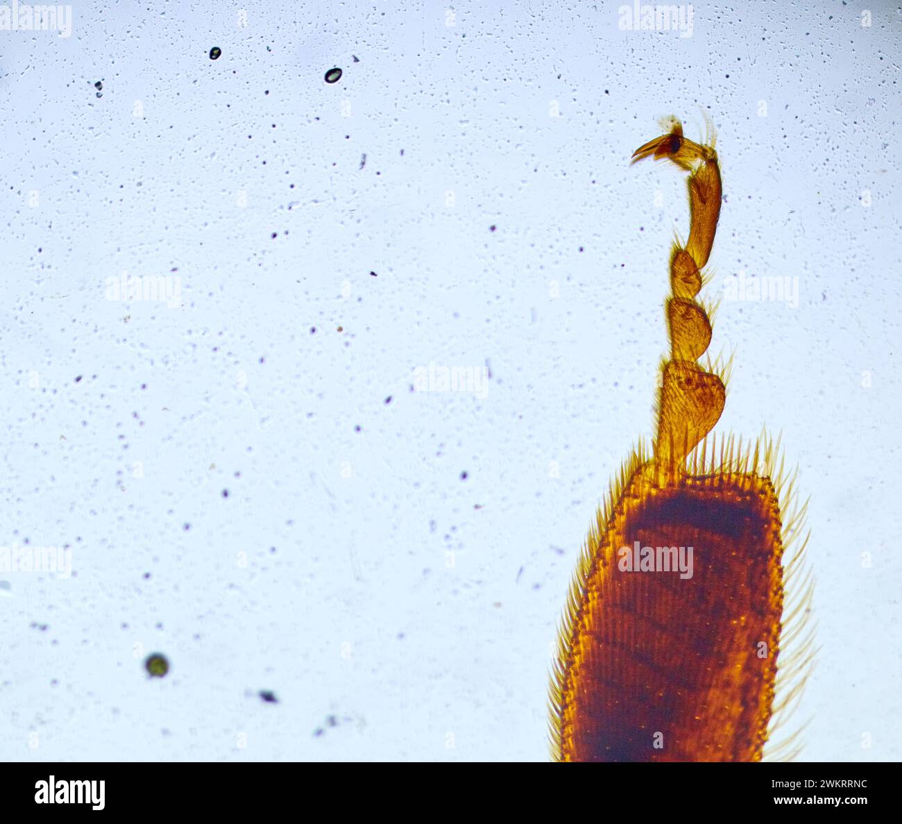 insect under a microscope, creepy monster of the microworld Stock Photo ...