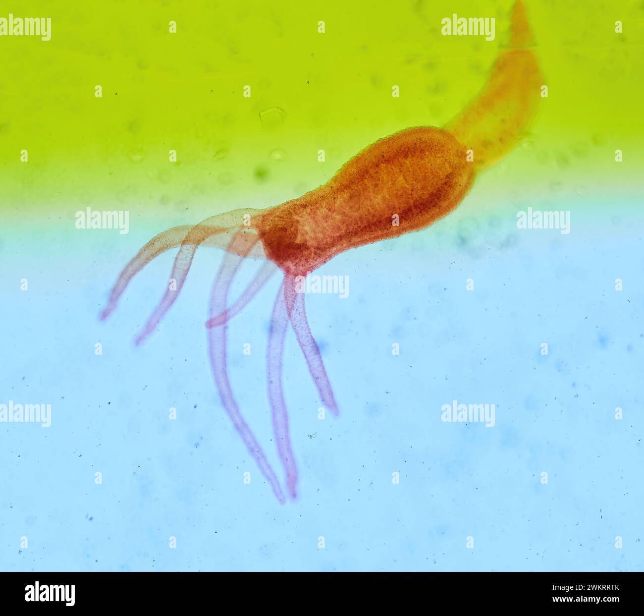 hydra, insect under a microscope, creepy monster of the microworld ...