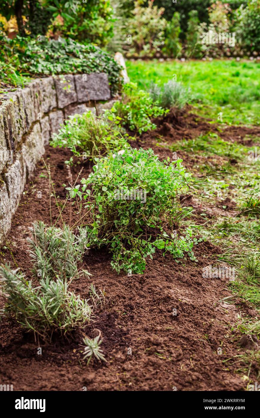 Work planting hi-res stock photography and images - Alamy