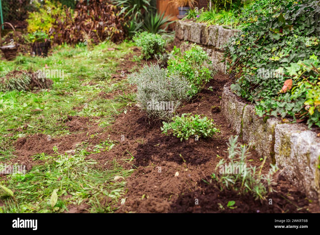 Spring work with seedling in a garden, gardening and planting herbs and ...