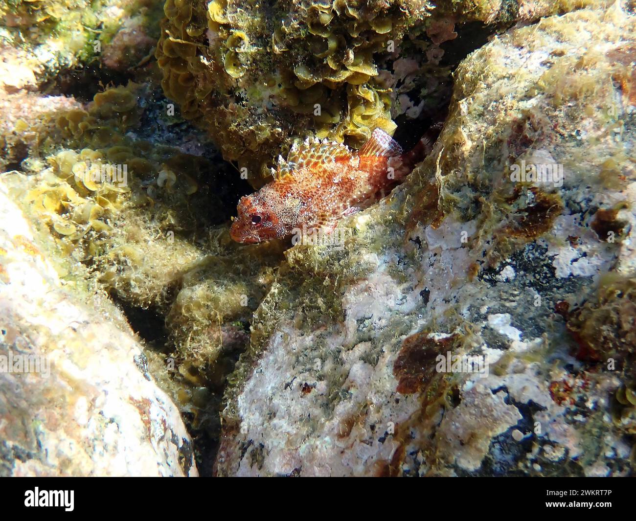 Marine subtropical species hi-res stock photography and images - Alamy