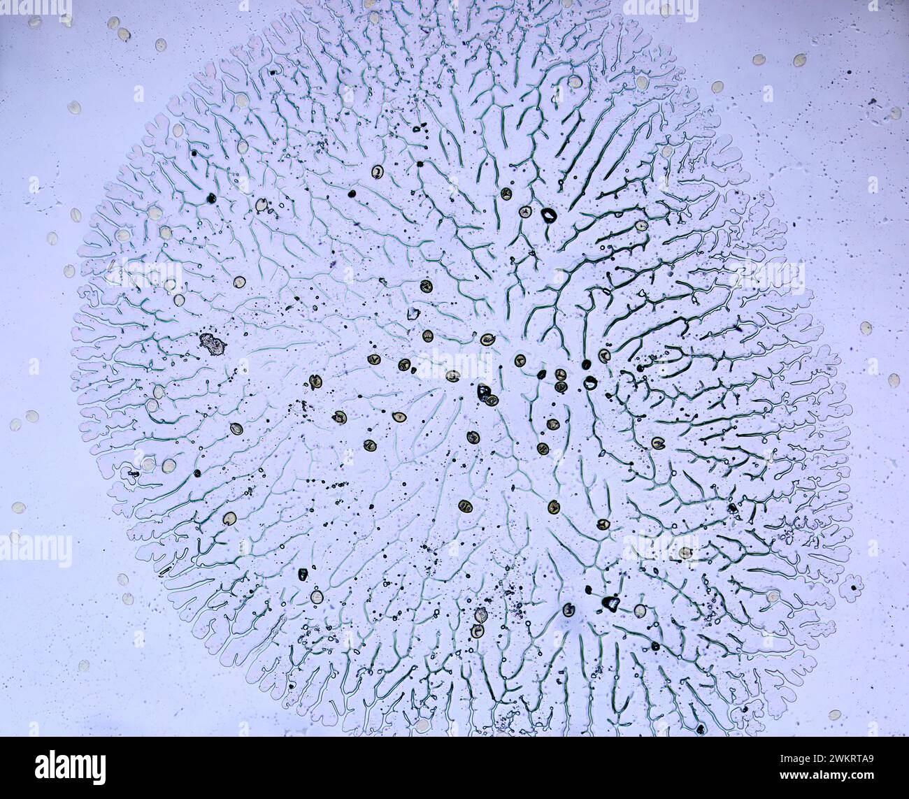 amazing inhabitants of the microworld under a microscope Stock Photo ...