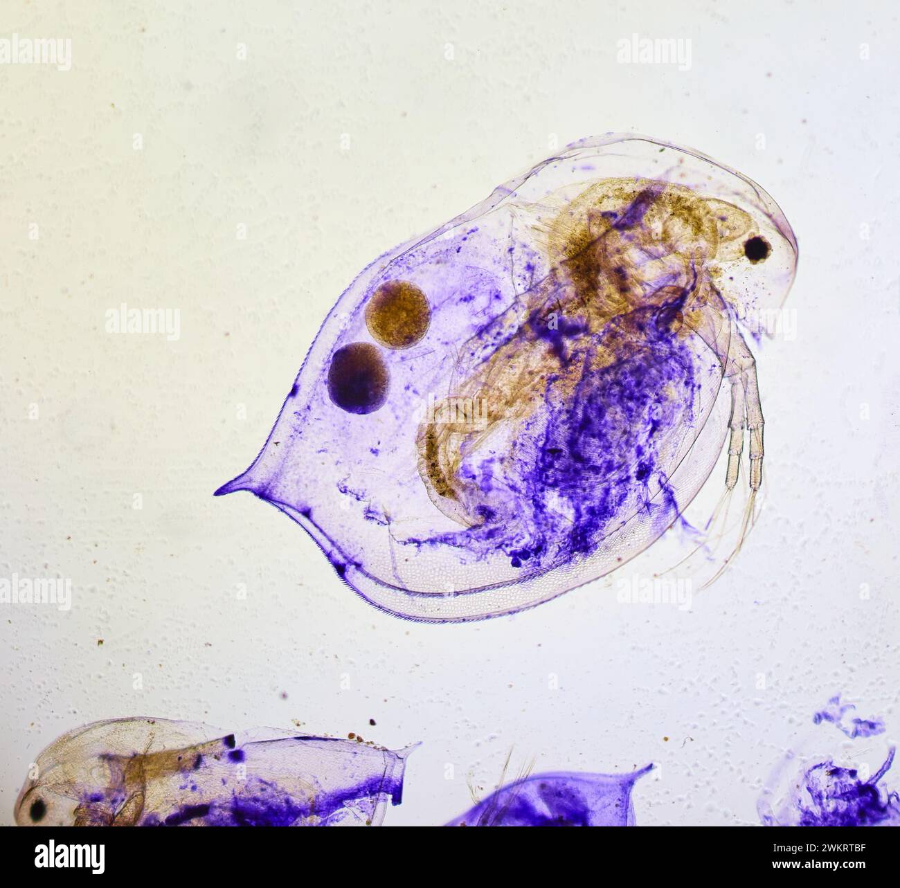 insect under a microscope, creepy monster of the microworld Stock Photo ...