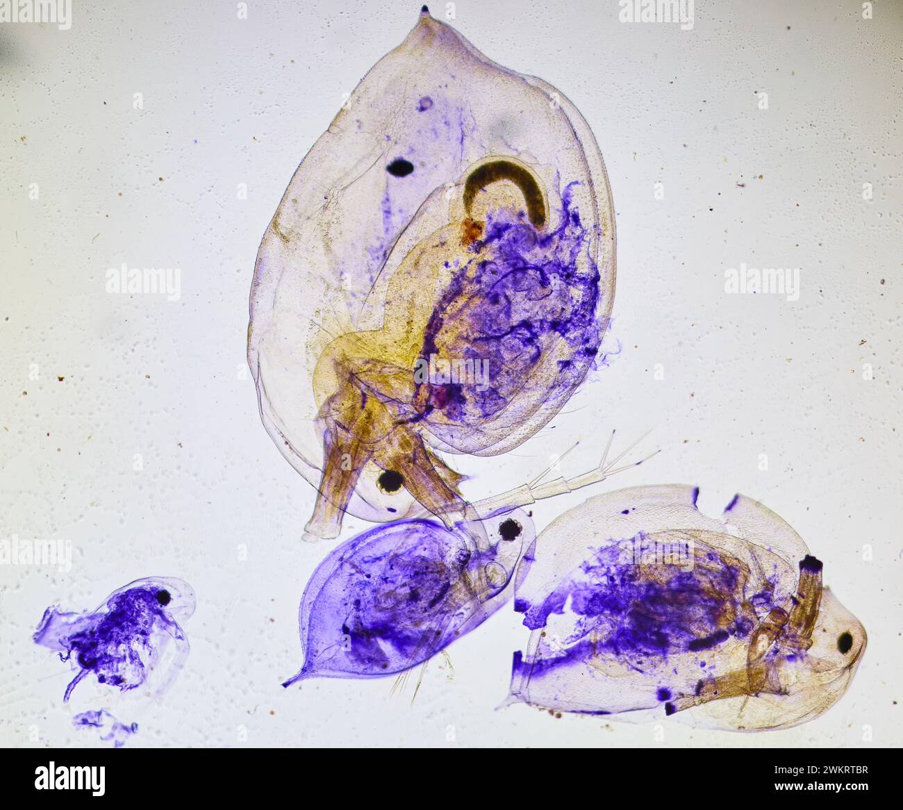 insect under a microscope, creepy monster of the microworld Stock Photo ...