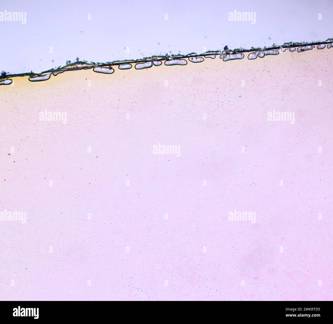 amazing inhabitants of the microworld under a microscope Stock Photo ...