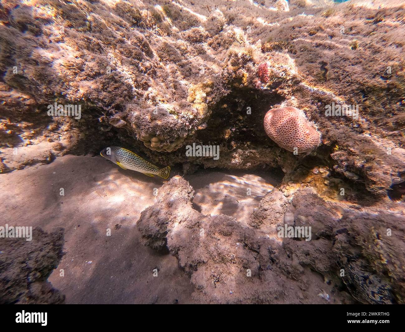 Close up view of Colorful tropical blackspotted rubberlip fish or ...