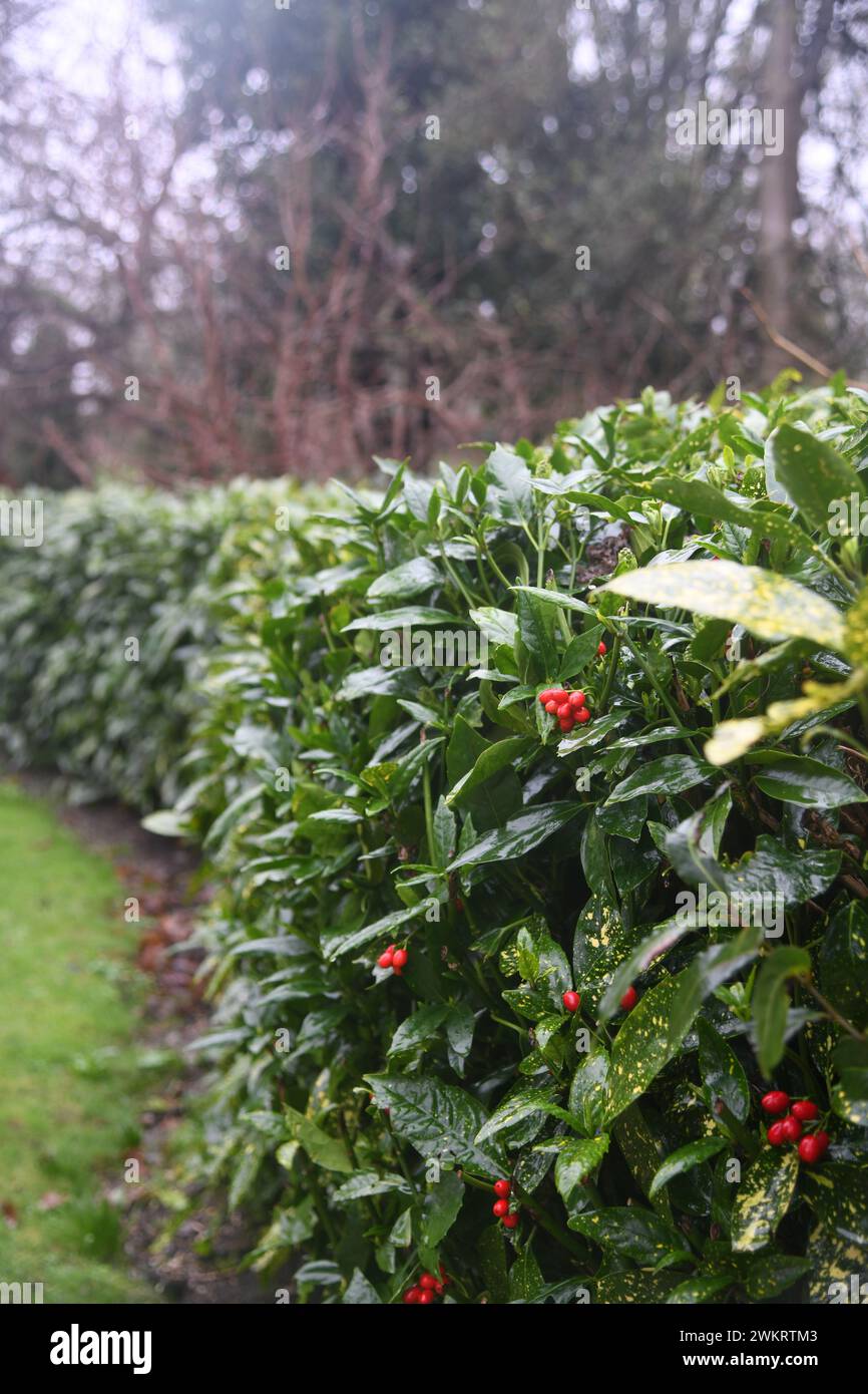 Glossy leaved aucuba hedge hi-res stock photography and images - Alamy