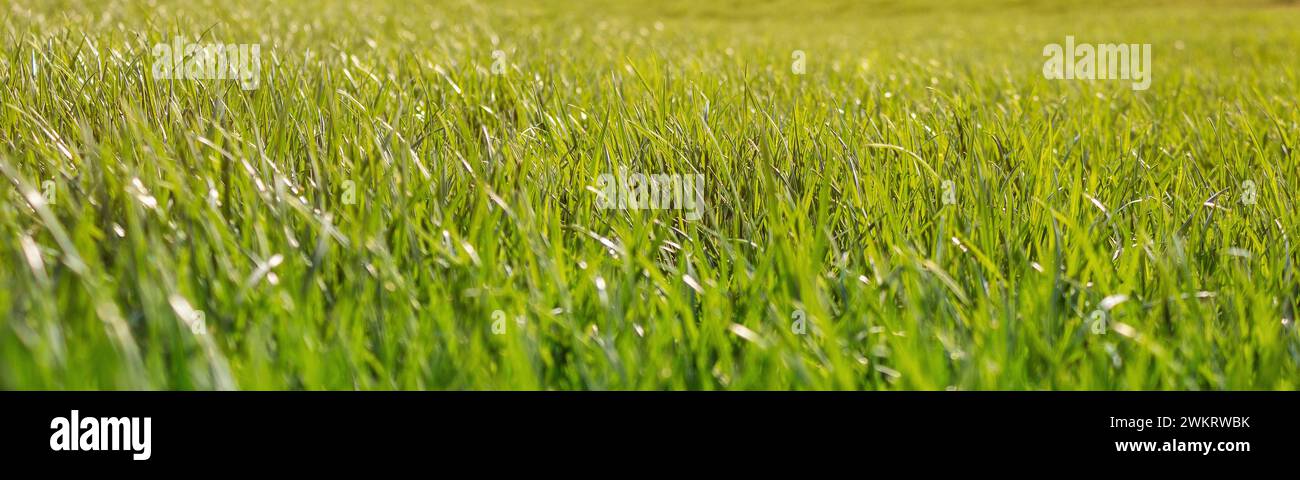 Green grassy field sunset sunrise hi-res stock photography and images ...