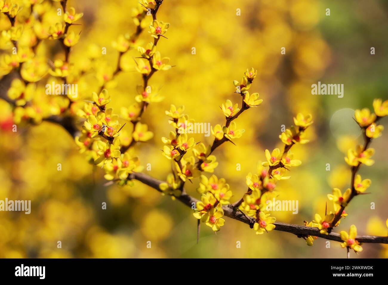 Blooming spring yellow buds on trees. Early spring concept Stock Photo ...