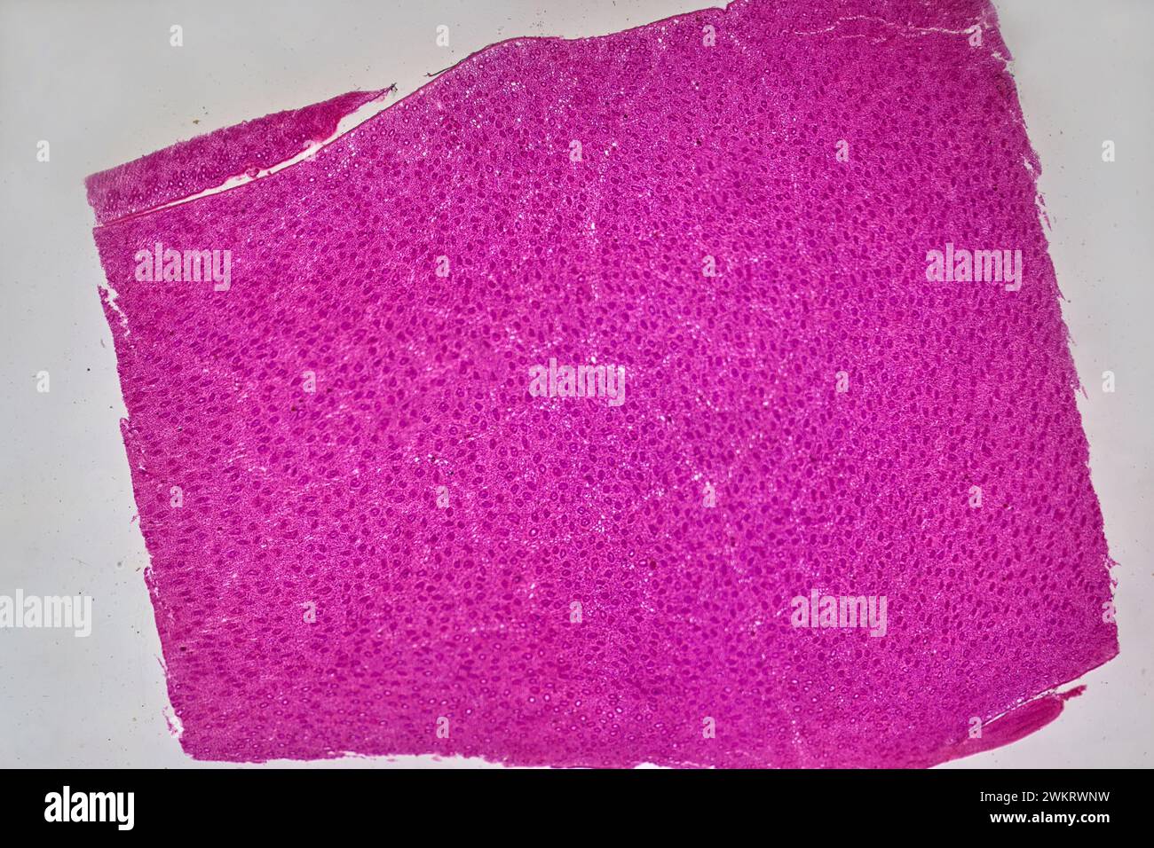 amazing inhabitants of the microworld under a microscope Stock Photo ...