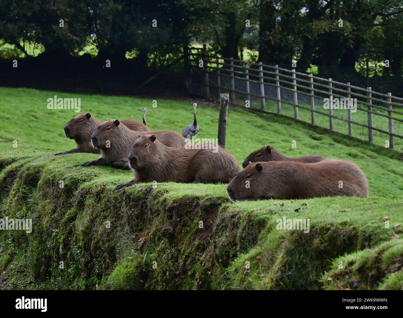 Capybaras at Dartmoor Zoo Park, Devon Stock Photo - Alamy