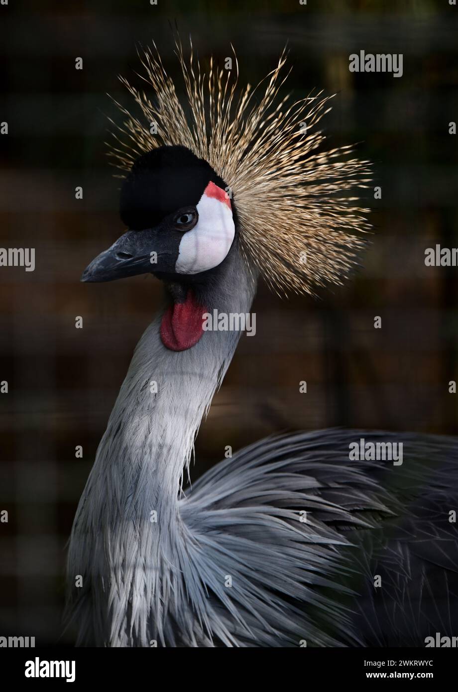An East African Grey Crowned Crane at Dartmoor Zoo Park, Devon Stock ...