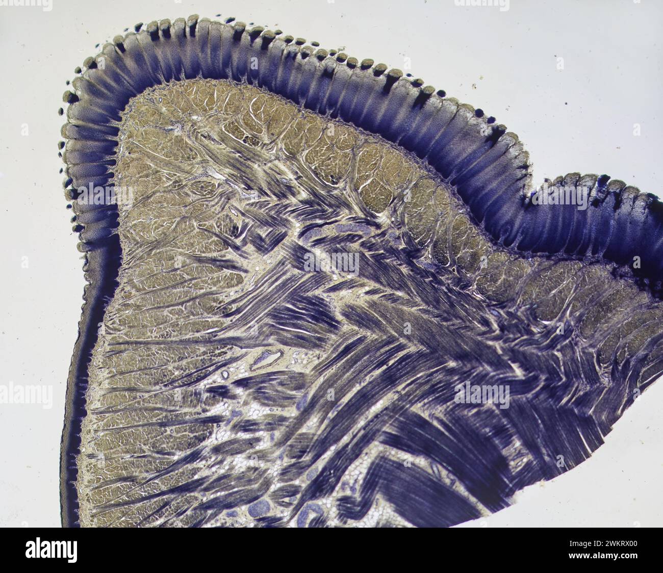 amazing inhabitants of the microworld under a microscope Stock Photo ...