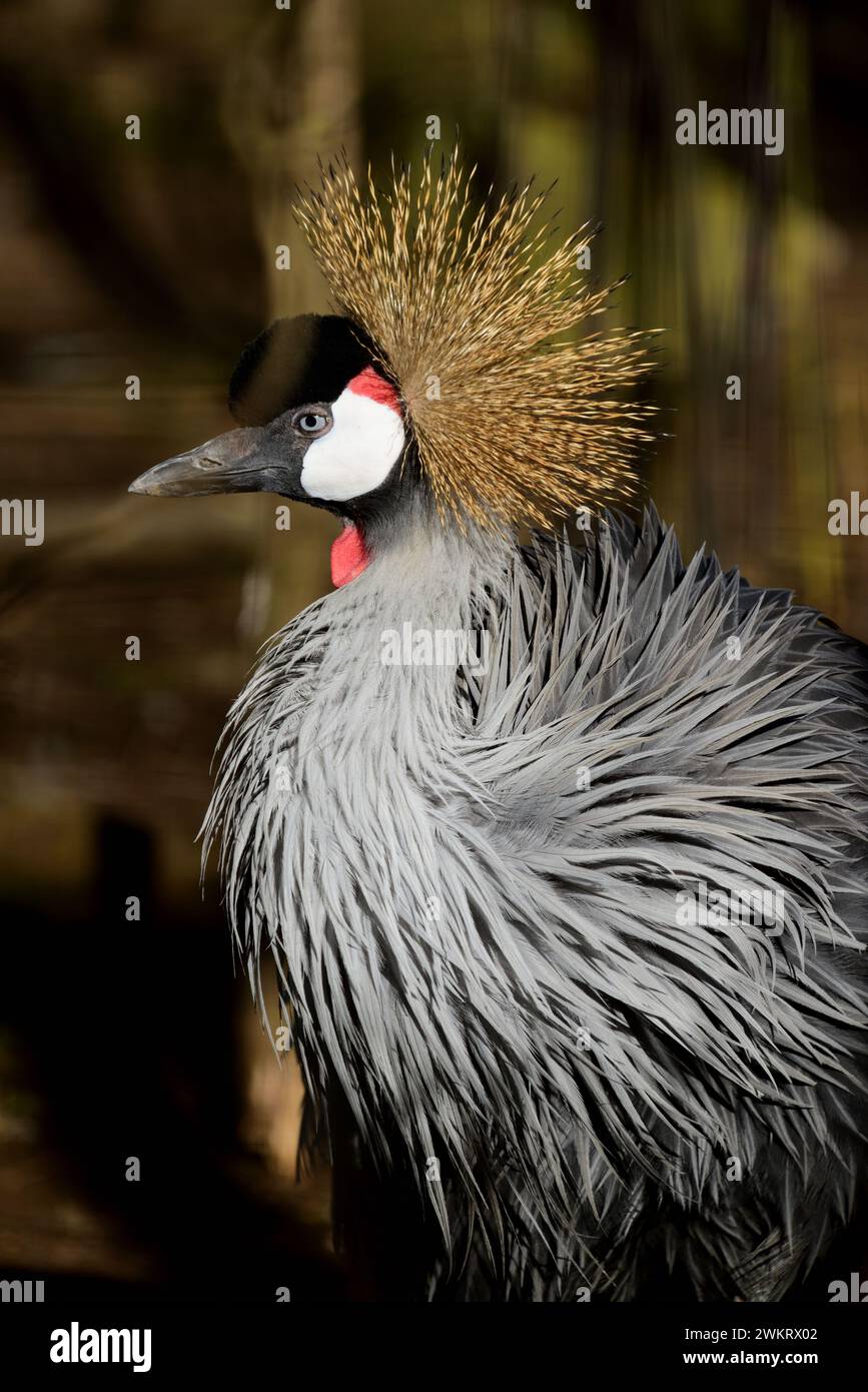 An East African Grey Crowned Crane at Dartmoor Zoo Park, Devon Stock ...