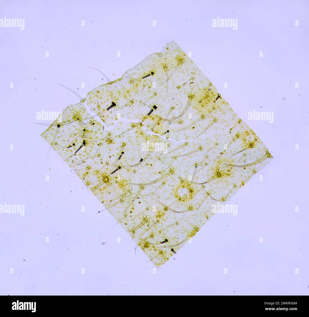 amazing inhabitants of the microworld under a microscope Stock Photo ...