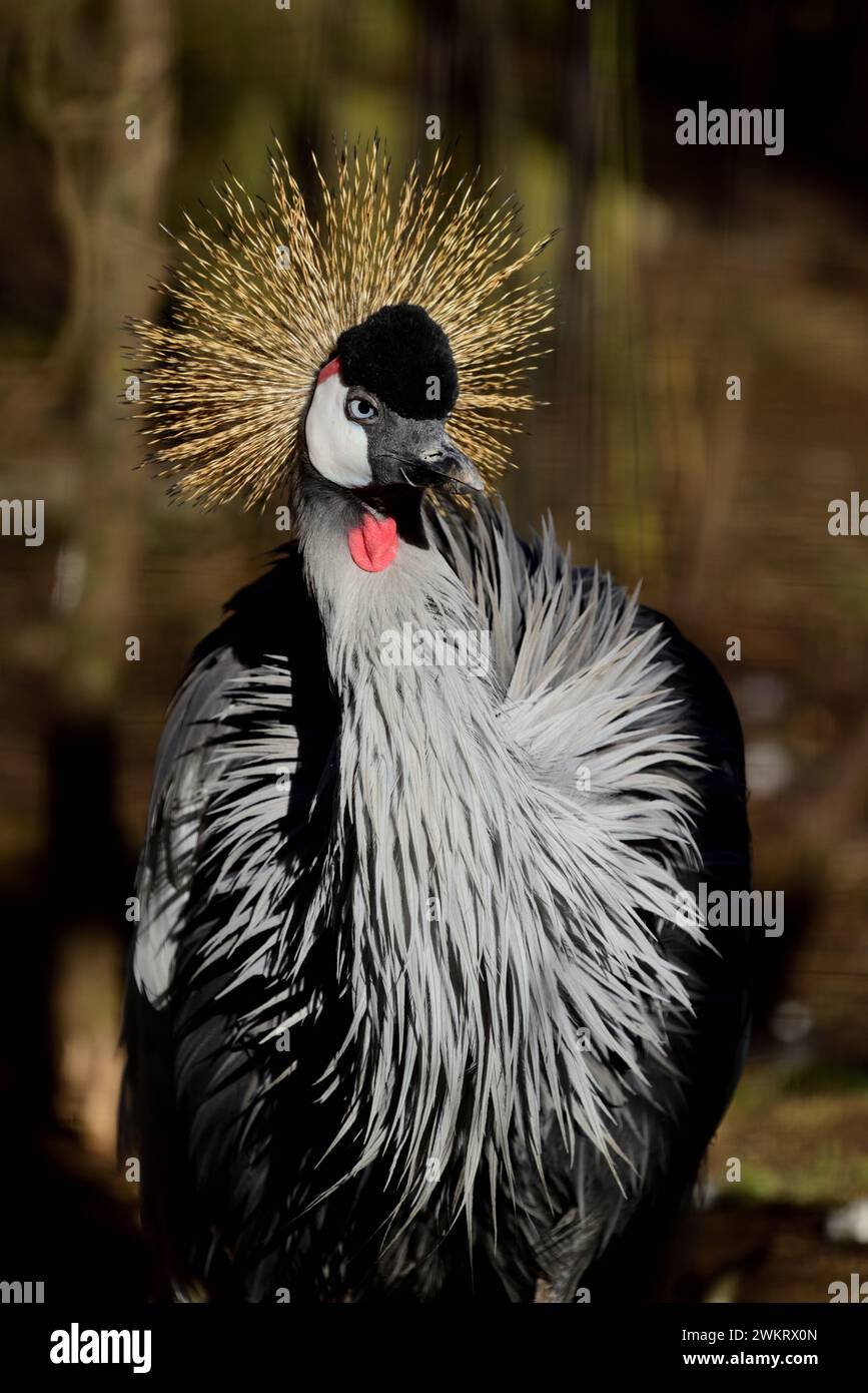 An East African Grey Crowned Crane at Dartmoor Zoo Park, Devon Stock ...