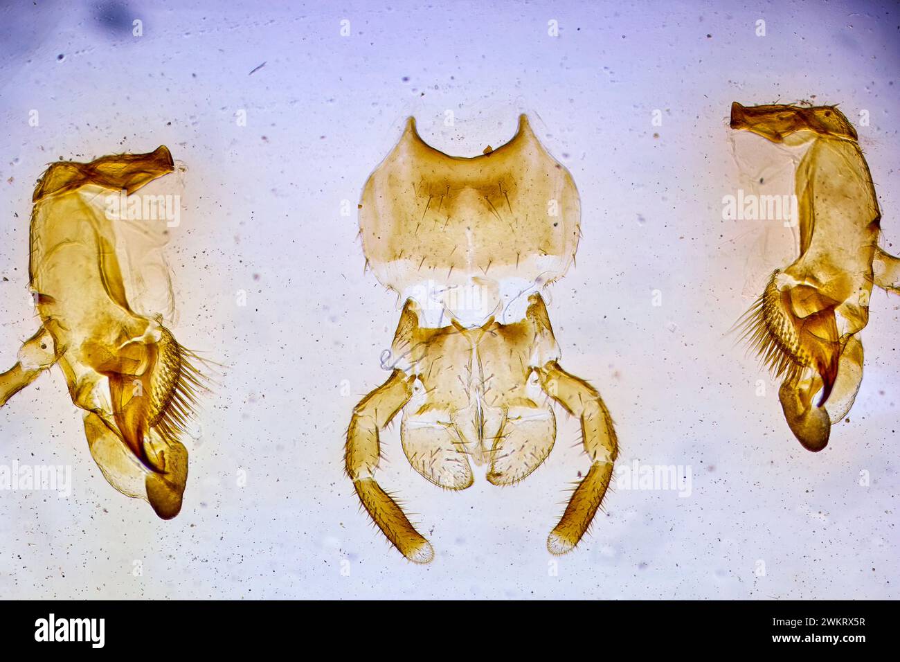 insect under a microscope, creepy monster of the microworld Stock Photo ...