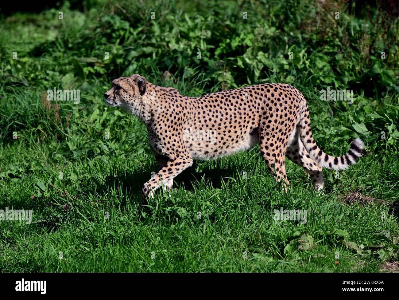 A male Northeast Cheetah at Dartmoor Zoo Park, Devon Stock Photo - Alamy