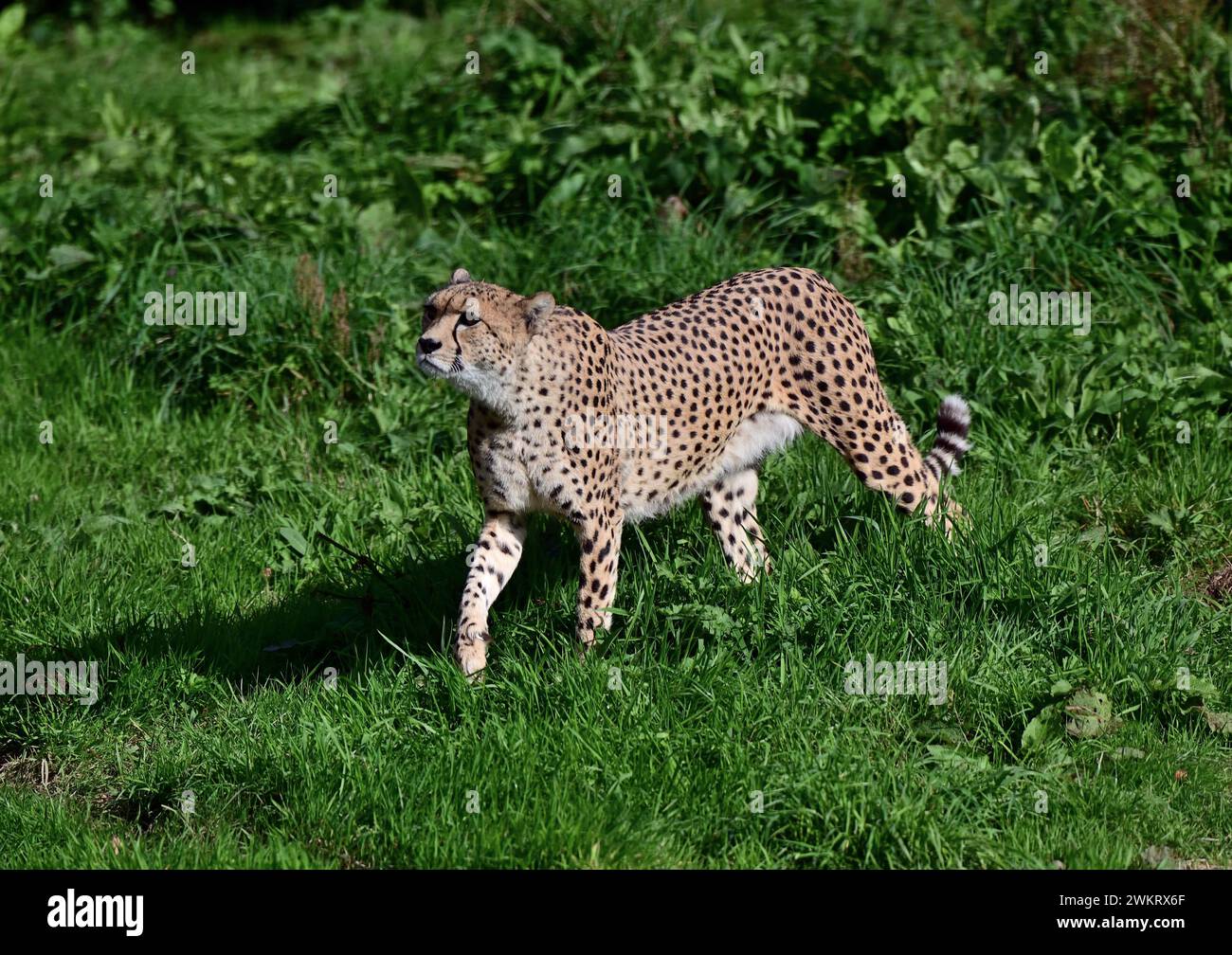 A male Northeast Cheetah at Dartmoor Zoo Park, Devon Stock Photo - Alamy