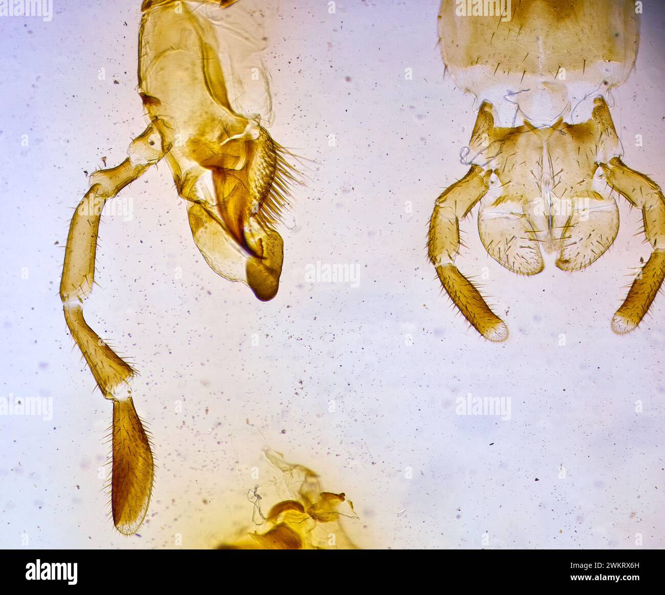 insect under a microscope, creepy monster of the microworld Stock Photo ...