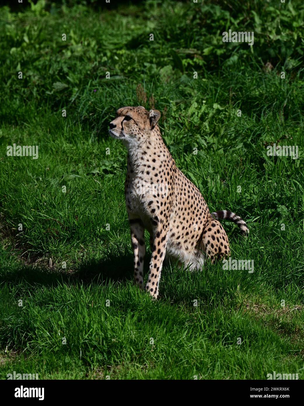 A male Northeast Cheetah at Dartmoor Zoo Park, Devon Stock Photo - Alamy