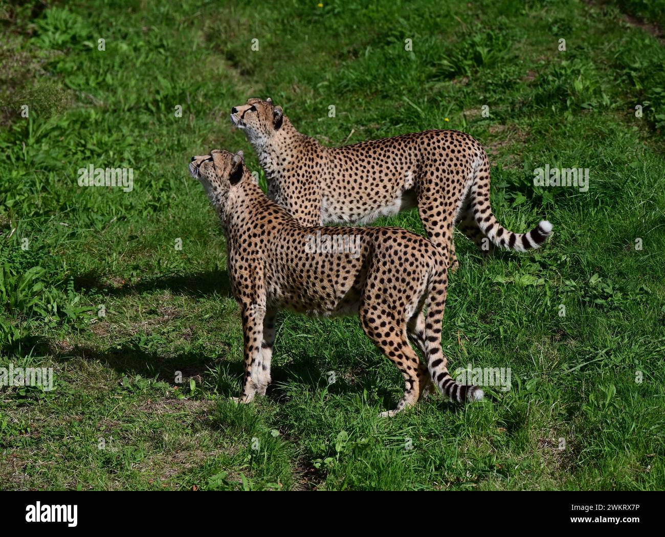 Northeast cheetah hi-res stock photography and images - Alamy