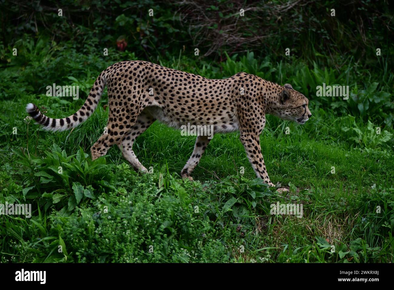 A male Northeast Cheetah at Dartmoor Zoo Park, Devon Stock Photo - Alamy