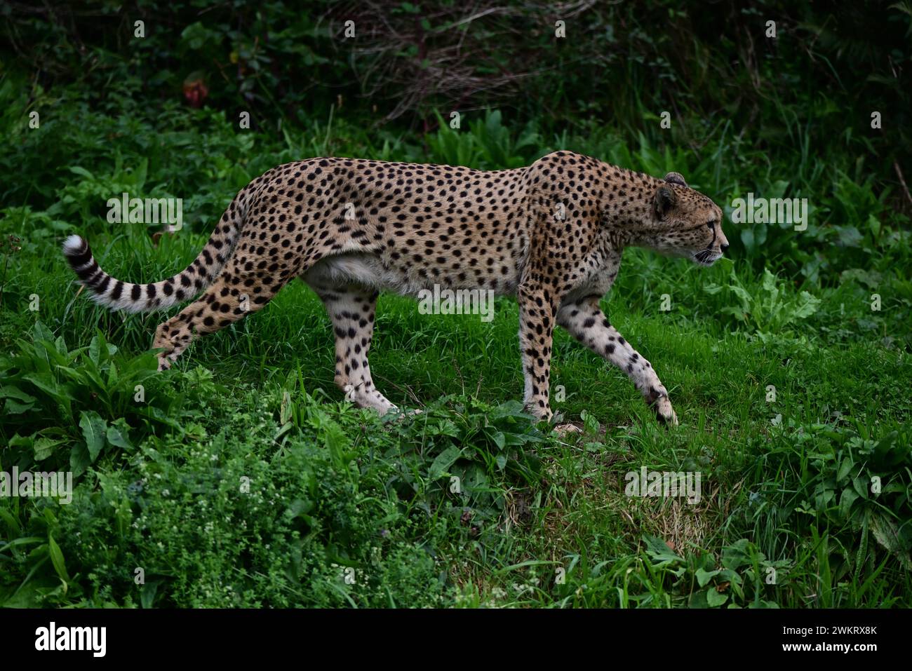 North east cheetahs hi-res stock photography and images - Alamy